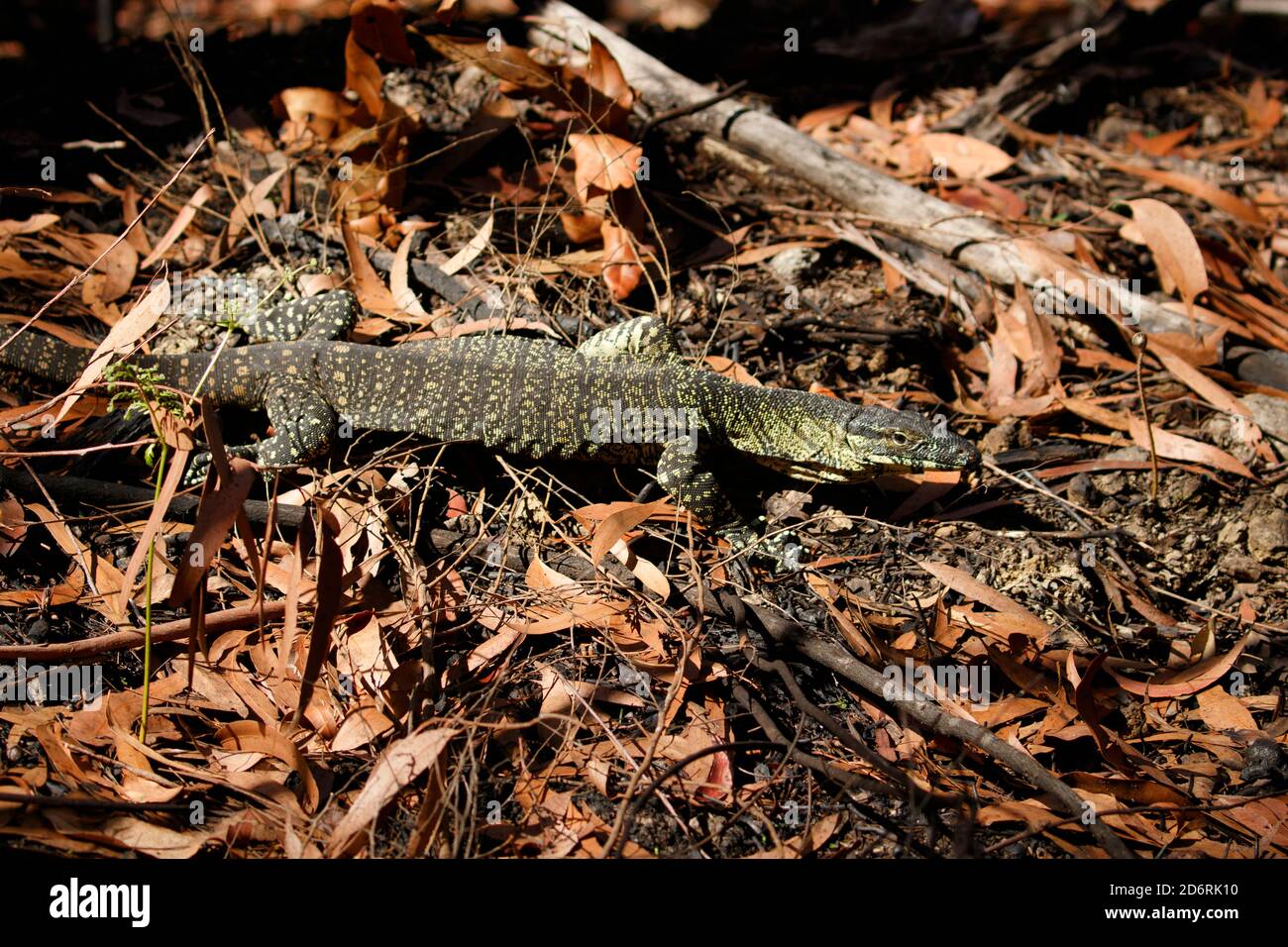 Lace monitor basking in sun hi-res stock photography and images - Alamy