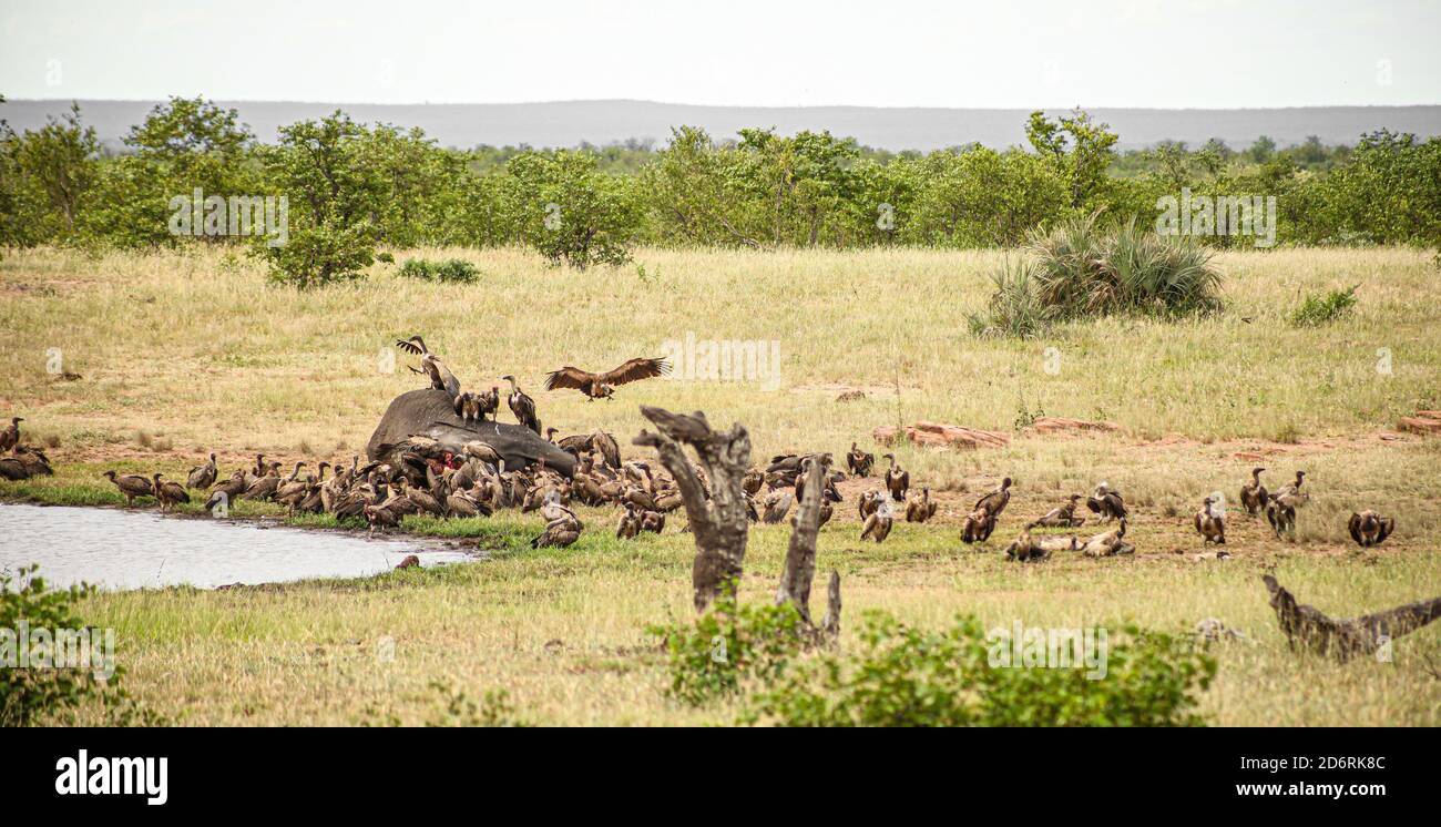 Dead elephant carcass hi-res stock photography and images - Alamy