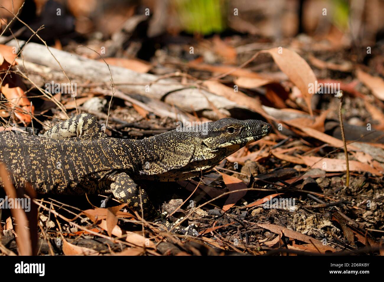 Lace monitor basking in sun hi-res stock photography and images - Alamy