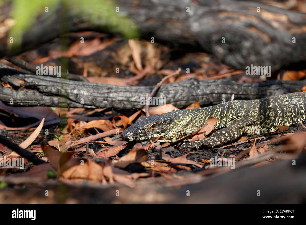 Lace Monitor (Varanus varius) basking in sun in recently burned open ...