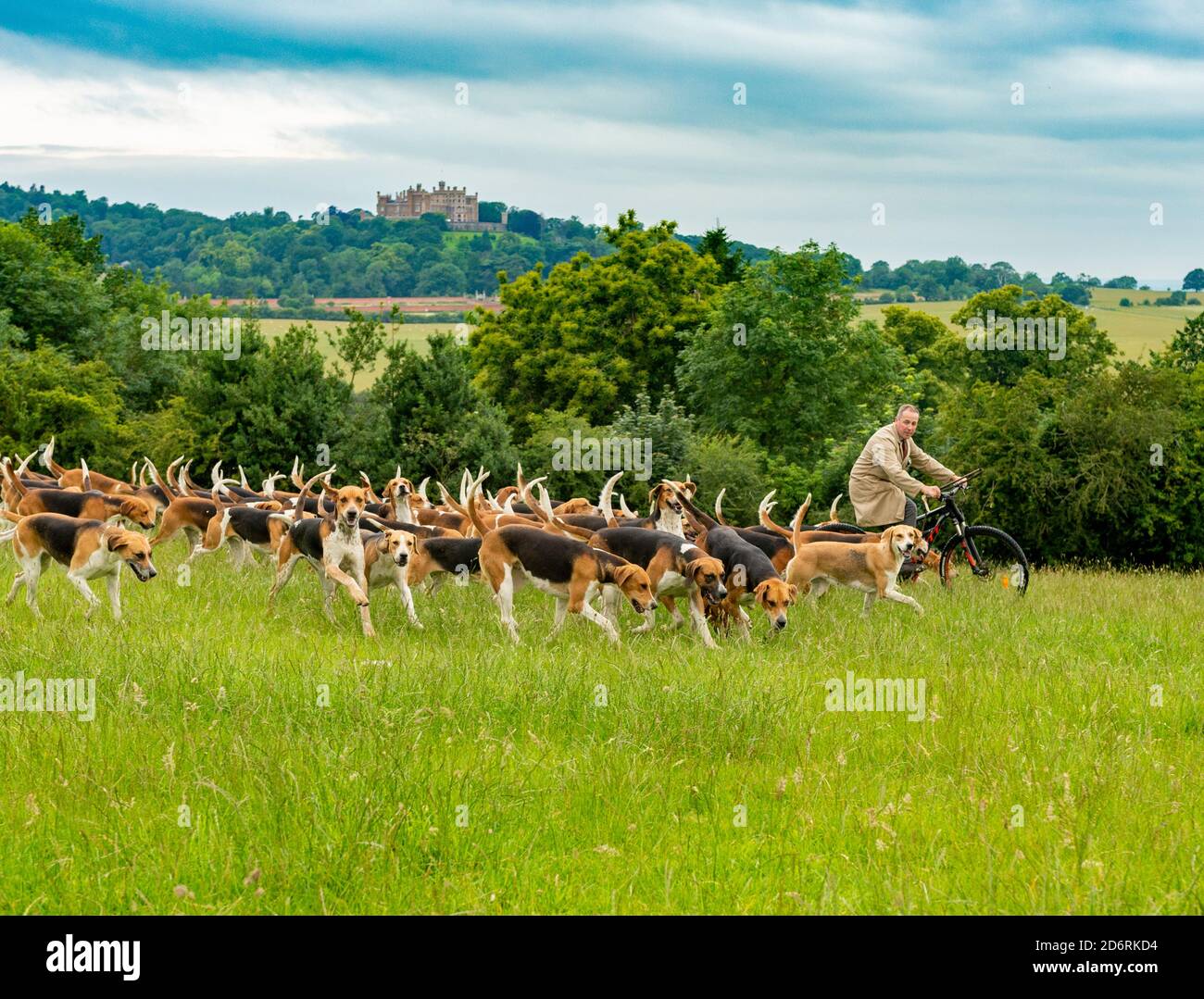 Duke of rutlands hounds hi-res stock photography and images - Alamy