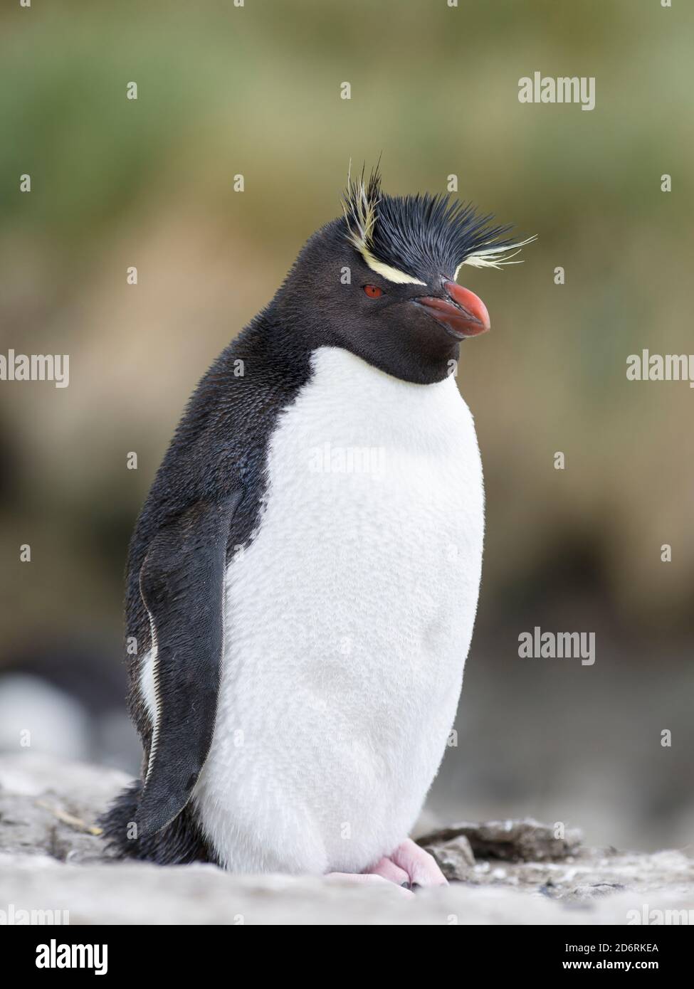 Rockhopper Penguin (Eudyptes chrysocome), subspecies western rockhopper ...