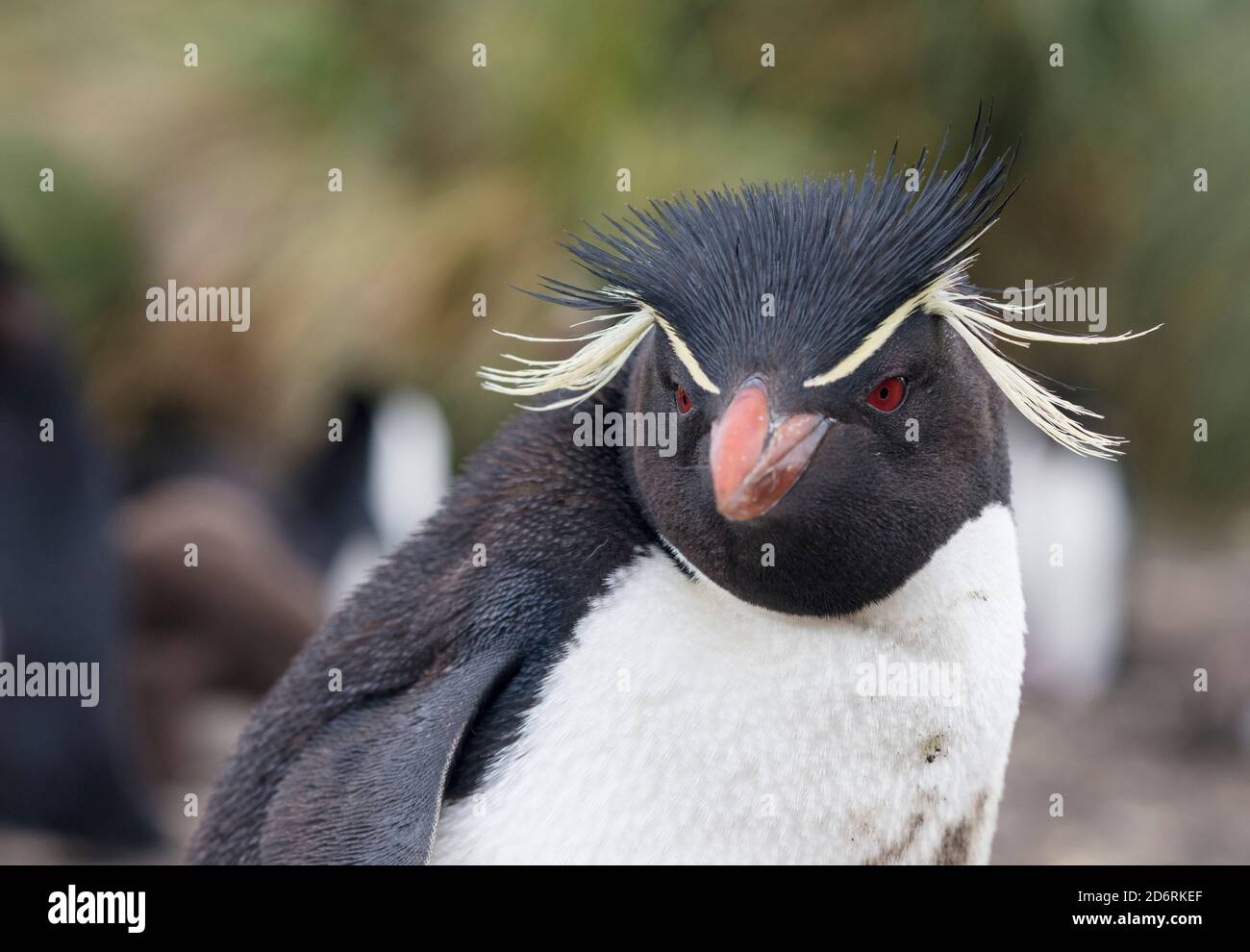 Rockhopper Penguin (Eudyptes chrysocome), subspecies western rockhopper ...