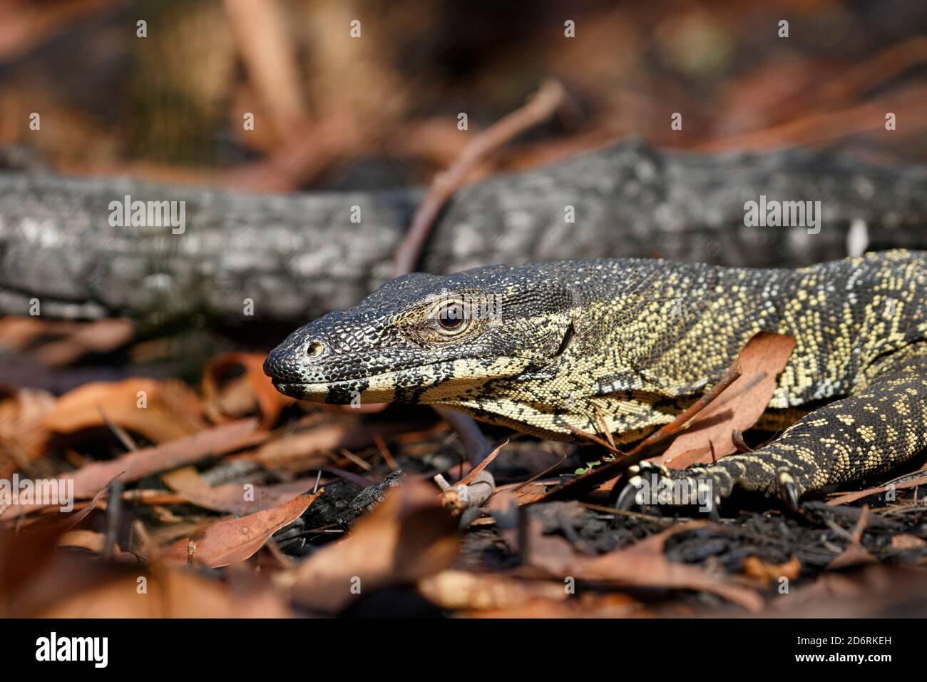 Lace monitor basking in sun hi-res stock photography and images - Alamy