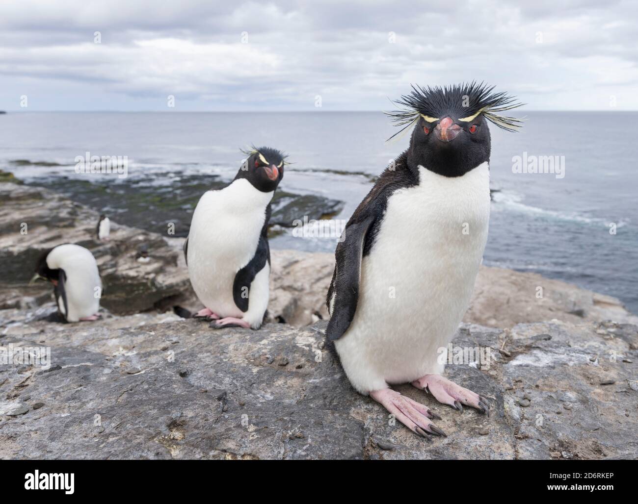 Rockhopper Penguin (Eudyptes chrysocome), subspecies western rockhopper ...