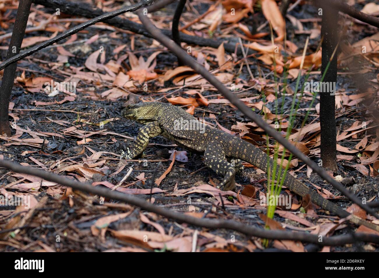 Lace monitor basking in sun hi-res stock photography and images - Alamy