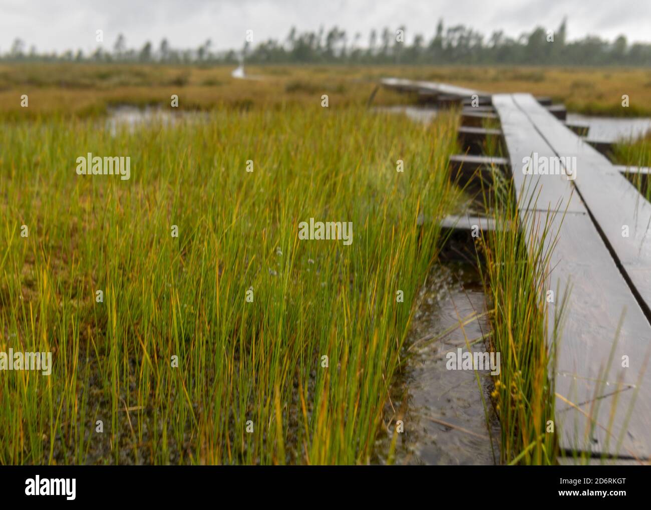 Rainy and gloomy day in the swamp, wooden bridge over the swamp ditch ...
