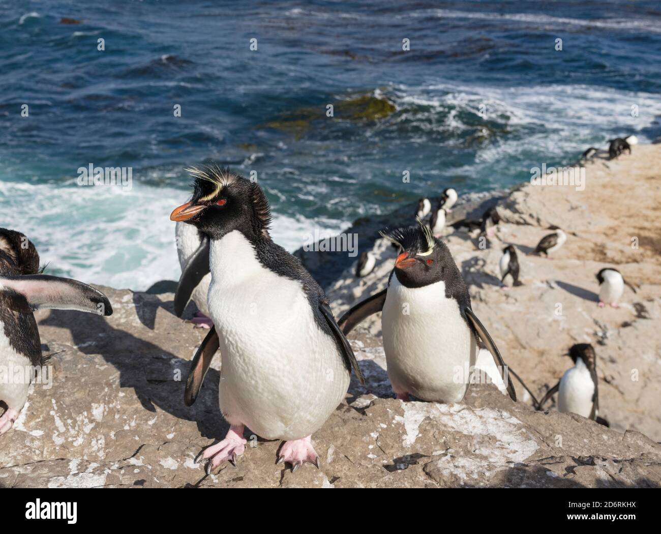 Rockhopper Penguin (Eudyptes chrysocome), subspecies western rockhopper ...