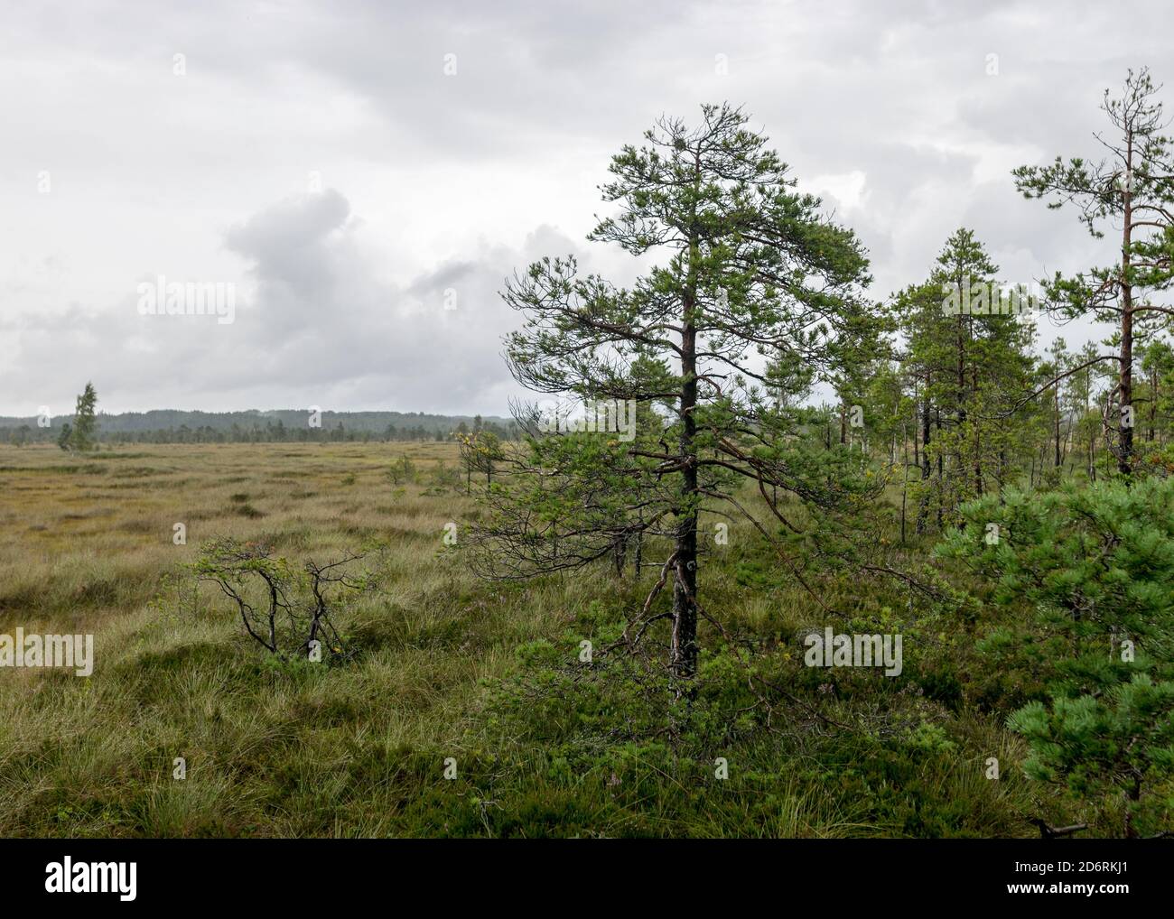 Rainy and gloomy day in the bog, traditional bog landscape with wet ...