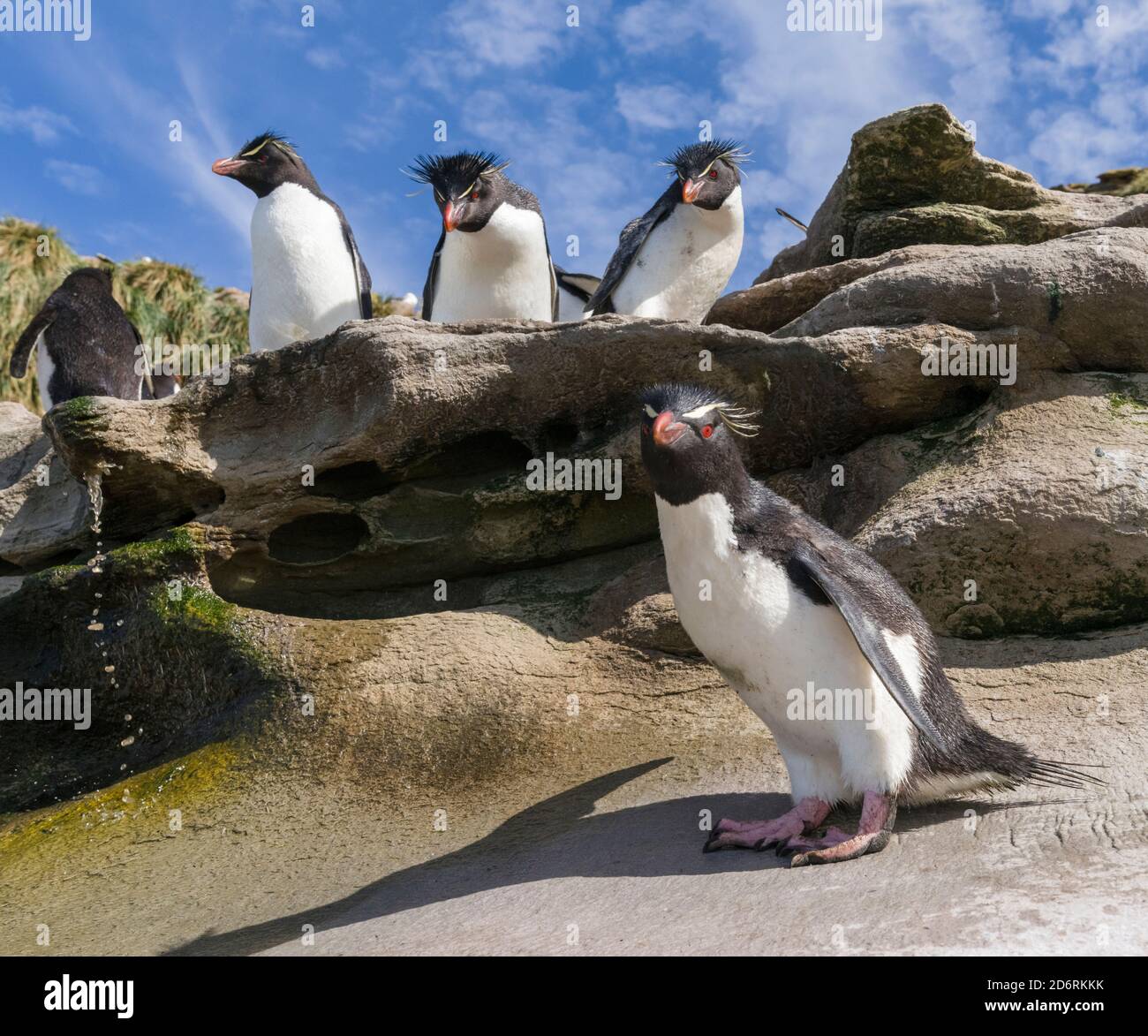 Rockhopper Penguin (Eudyptes chrysocome), subspecies western rockhopper ...