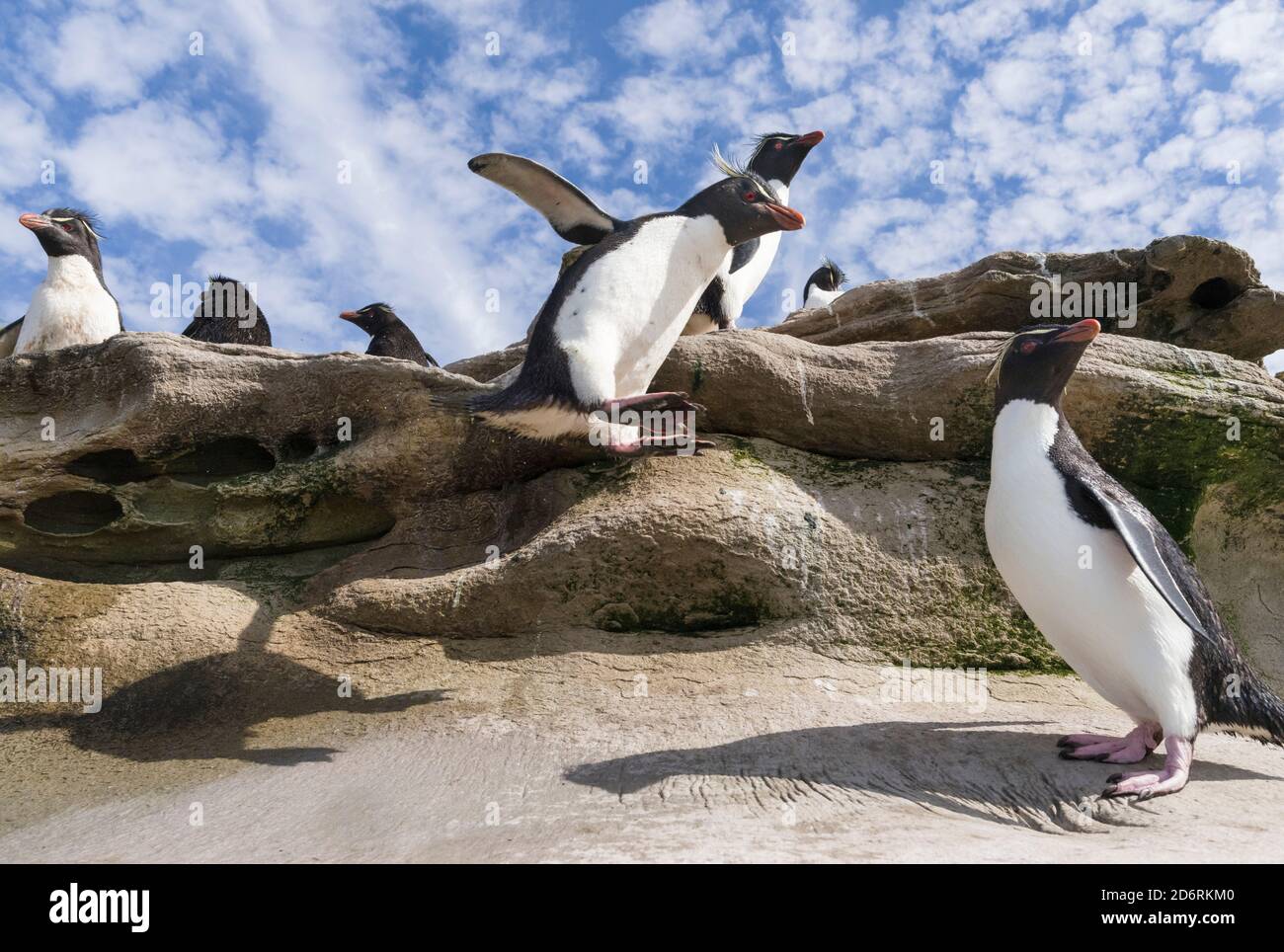 Rockhopper Penguin (Eudyptes chrysocome), subspecies western rockhopper ...