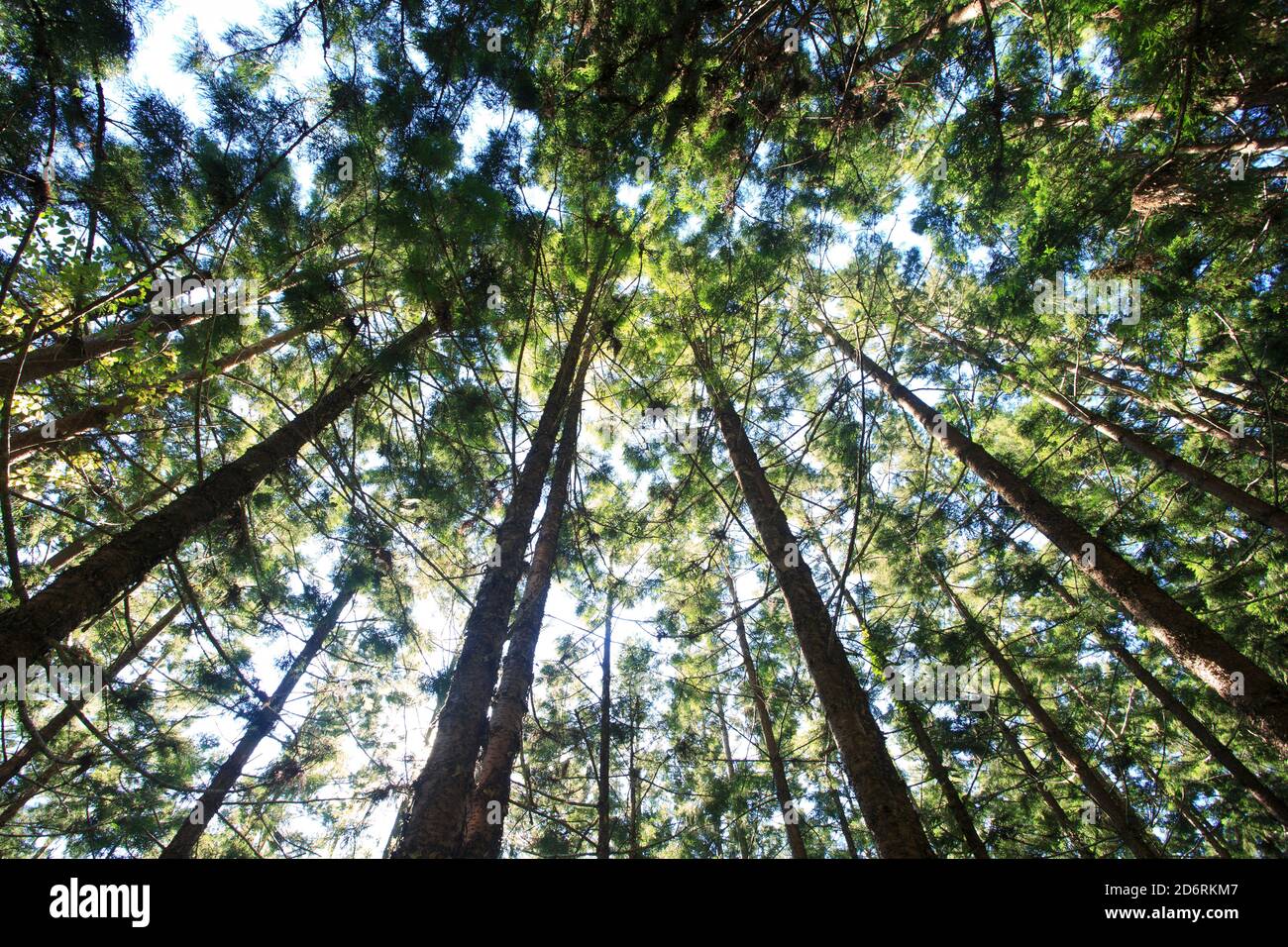 Araucaria bidwillii hi-res stock photography and images - Alamy