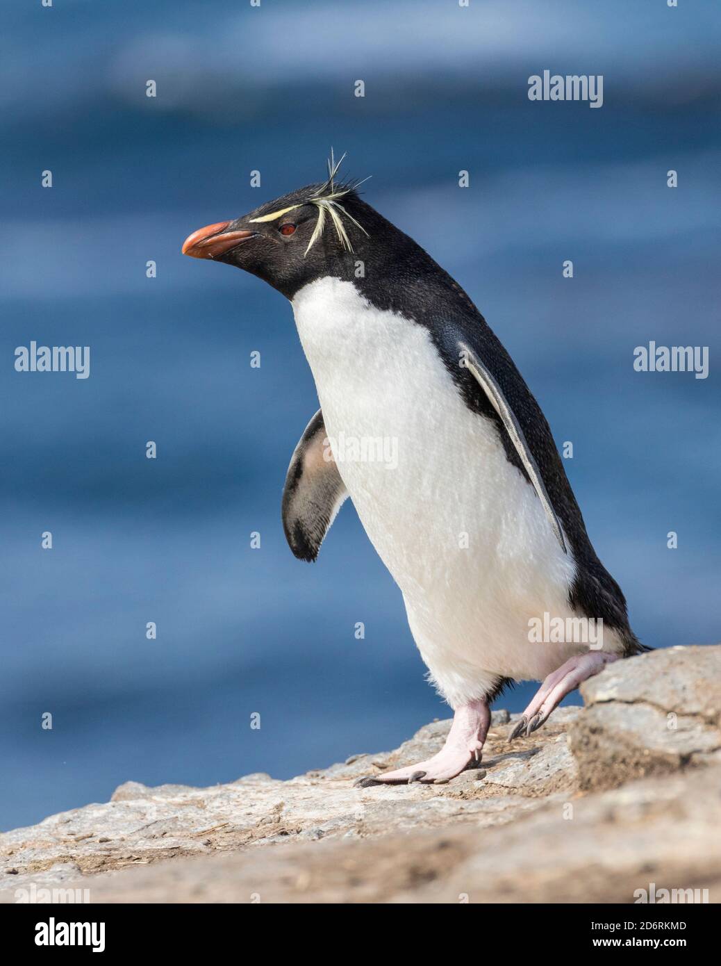 Rockhopper Penguin (Eudyptes chrysocome), subspecies western rockhopper ...