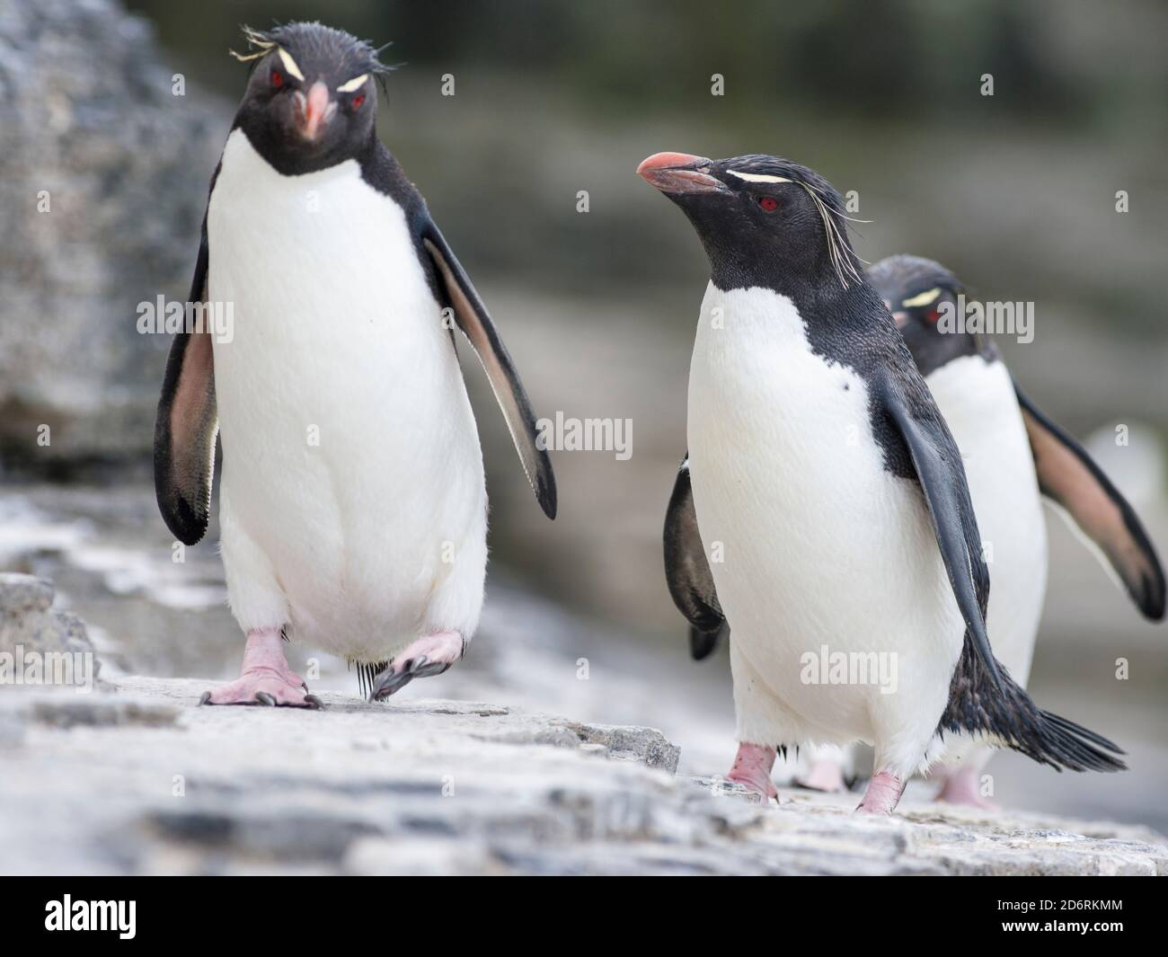 Rockhopper Penguin (Eudyptes chrysocome), subspecies western rockhopper ...