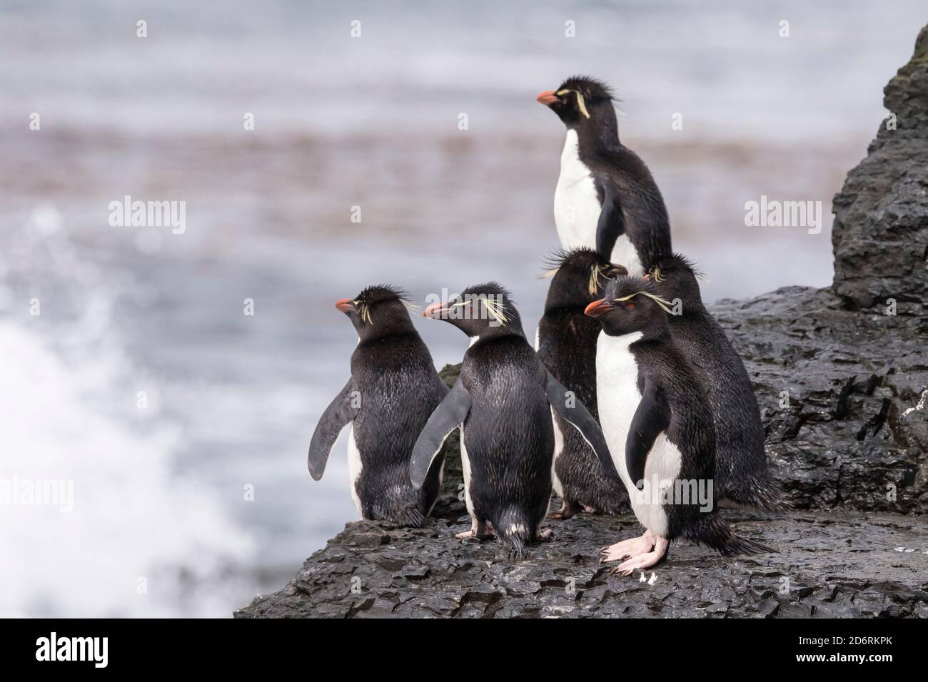 Rockhopper Penguin (Eudyptes chrysocome), subspecies western rockhopper ...