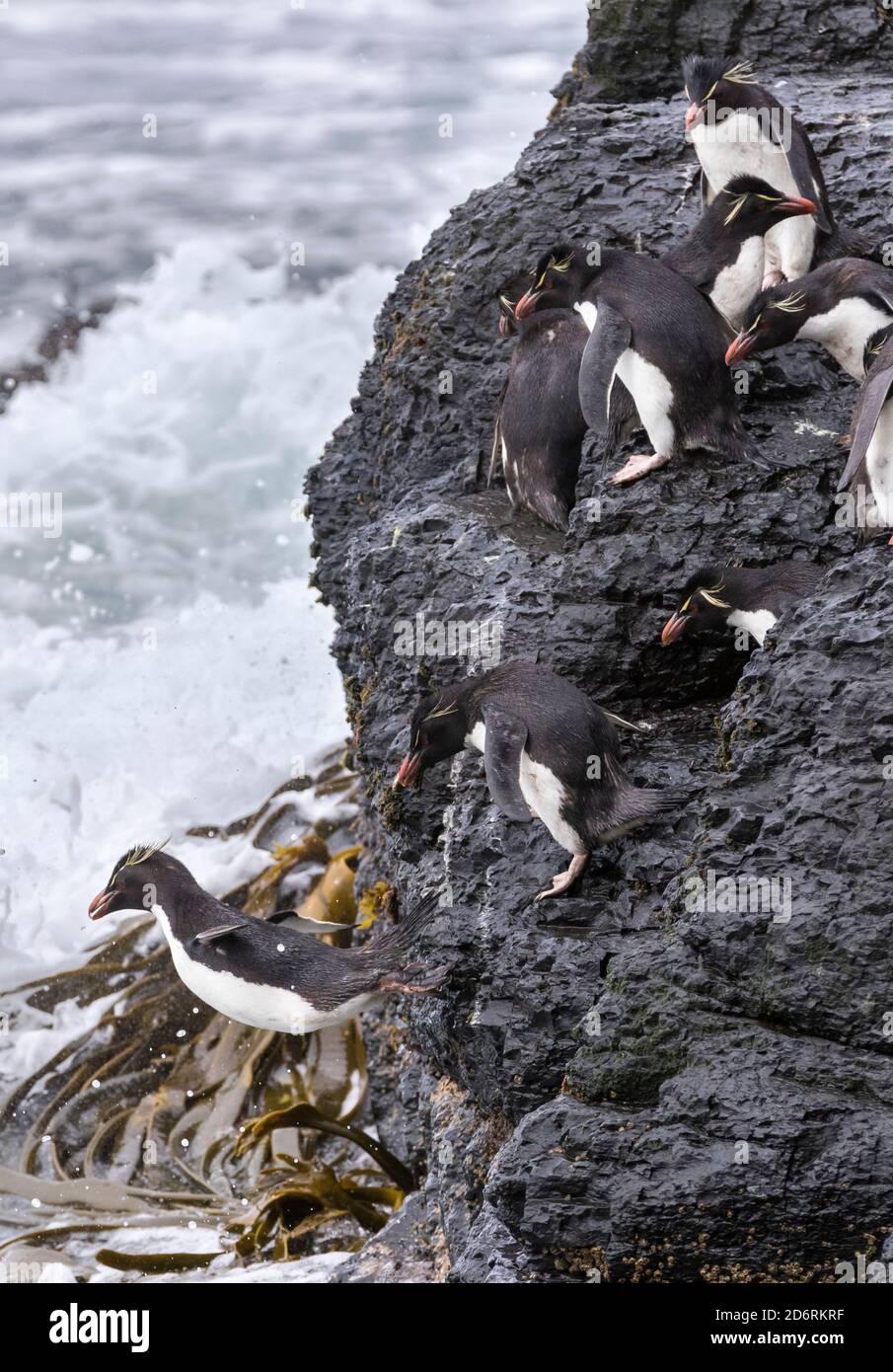 Rockhopper Penguin (Eudyptes chrysocome), subspecies western rockhopper ...