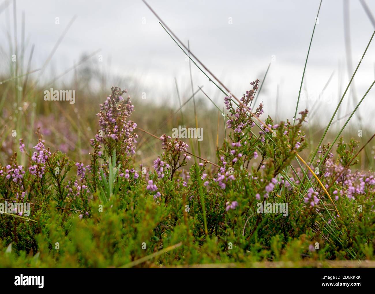 traditional bog vegetation with grass, mosses and lichens in the rain ...