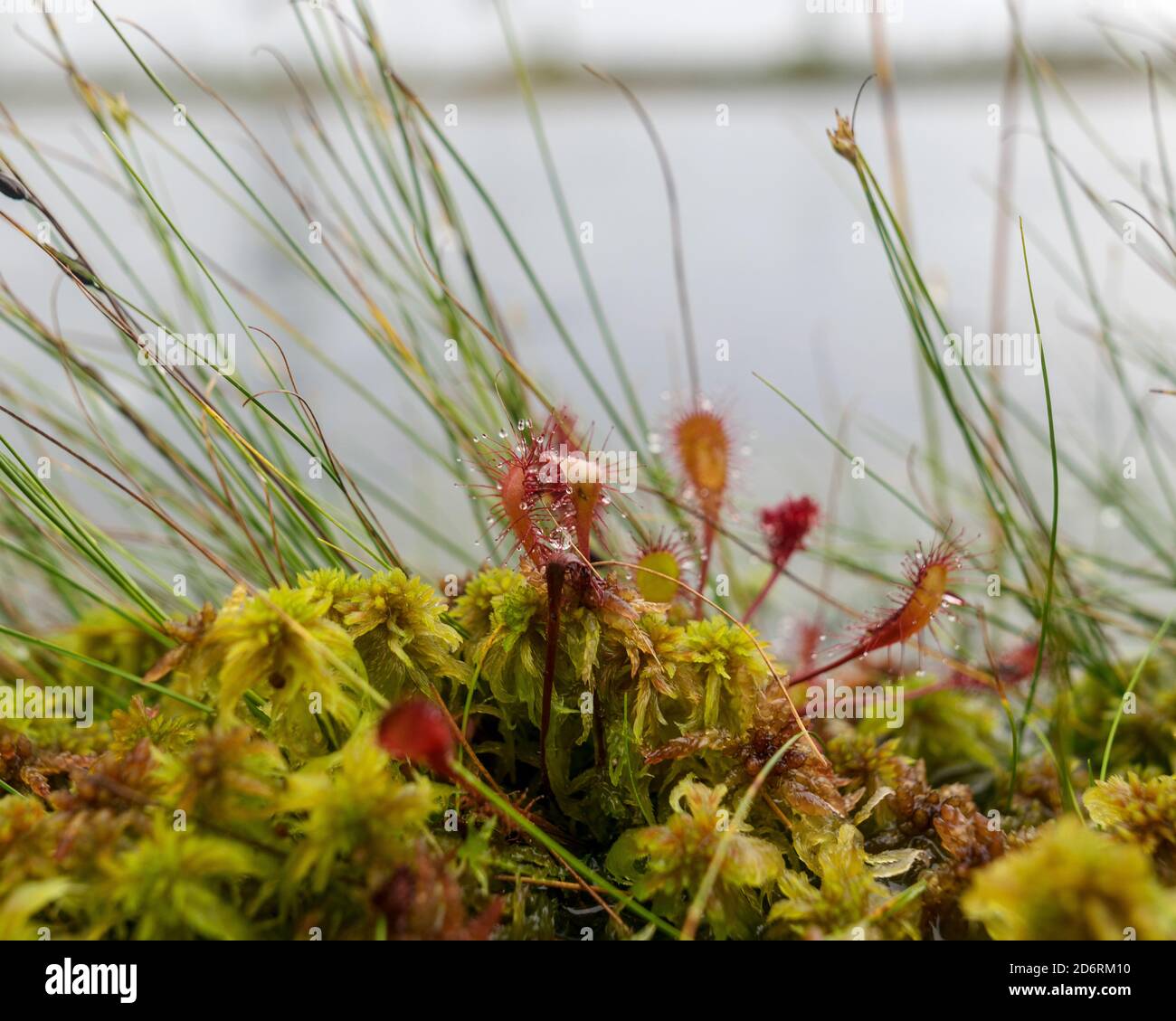 traditional bog vegetation with grass, mosses and lichens in the rain ...