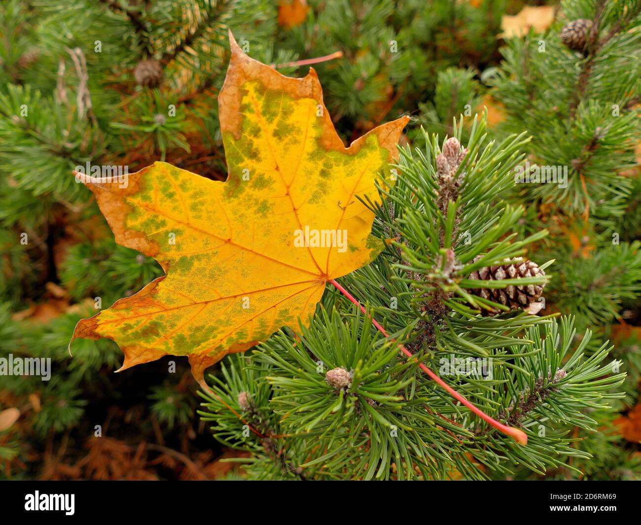 Leaf on a bush hi-res stock photography and images - Alamy