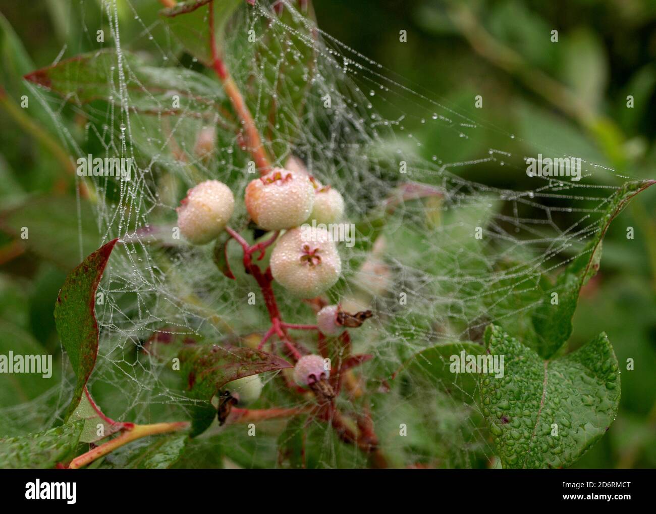 spider web in the morning dew, blueberry berries and green leaves ...