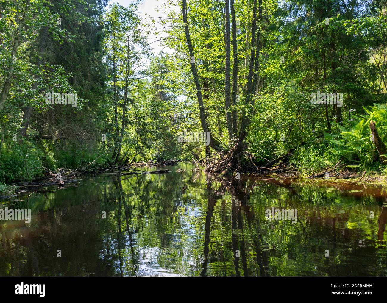 summer landscape with forest river reflection view, green forest river ...