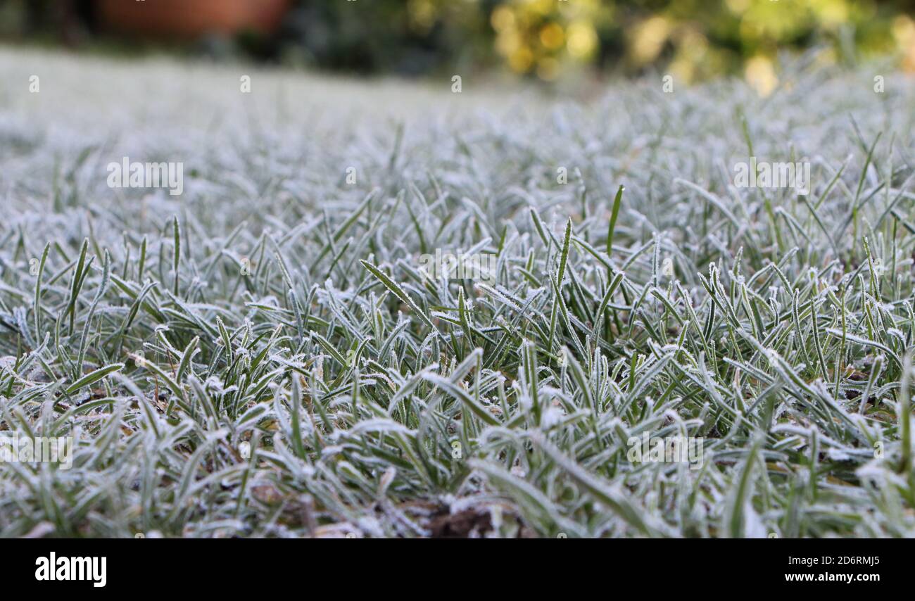 Frosted grass hi-res stock photography and images - Alamy