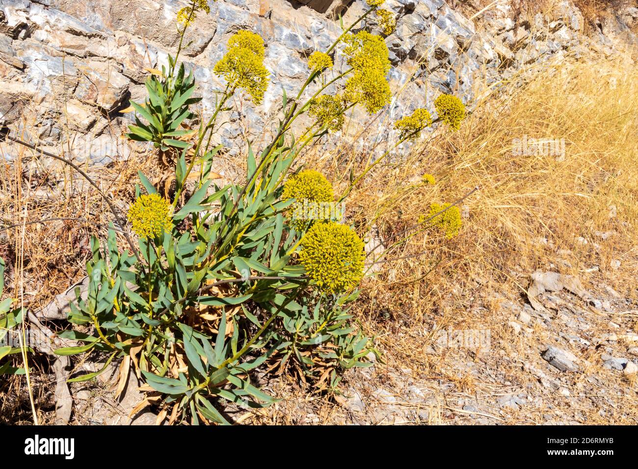 Bupleurum hi-res stock photography and images - Alamy