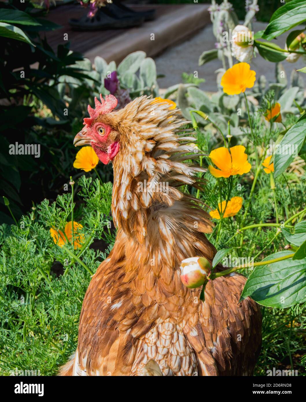 Angry chicken hi-res stock photography and images - Alamy