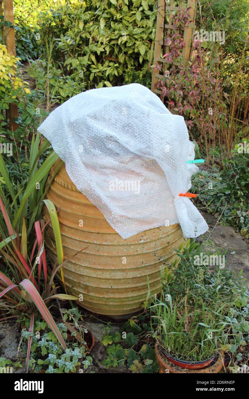 Manilla paper as protection against frost on geranium plant in a ...