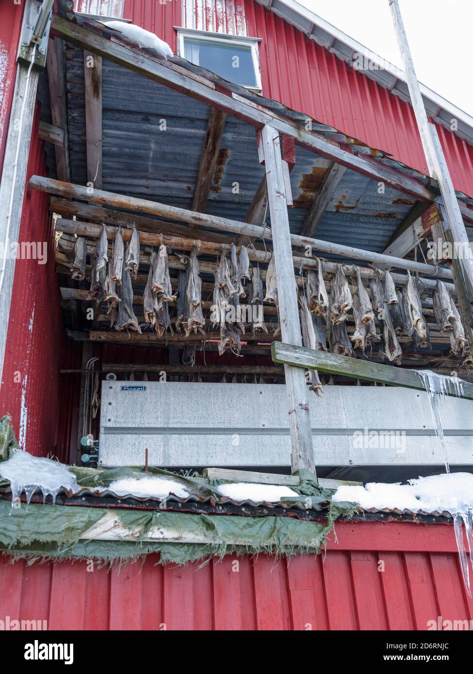 Drying of atlantic cod for stockfish on typical drying racks. Fishing ...