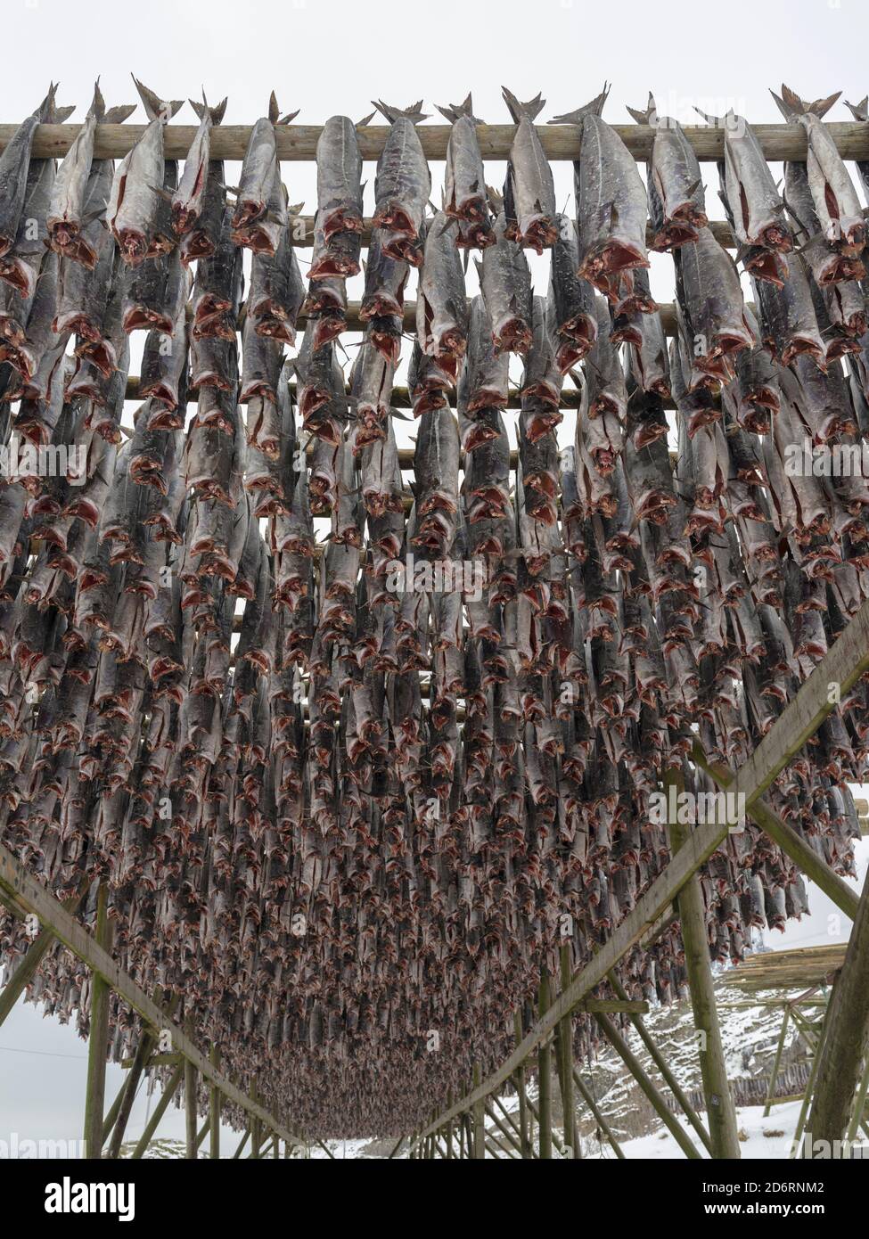 Drying of atlantic cod for stockfish on typical drying racks. Drying ...