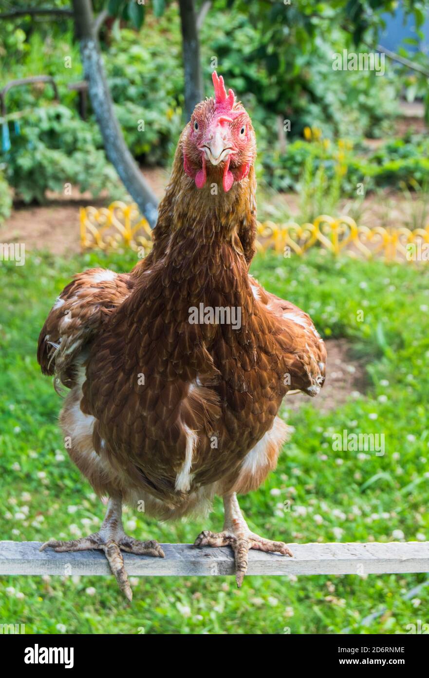 Portrait brown chicken free hi-res stock photography and images - Alamy