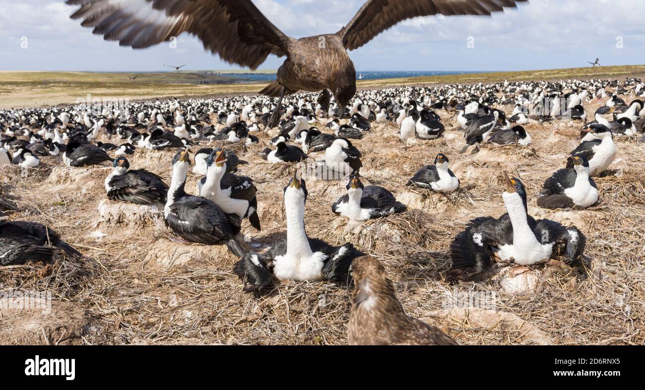 South polar skua nest hi-res stock photography and images - Alamy