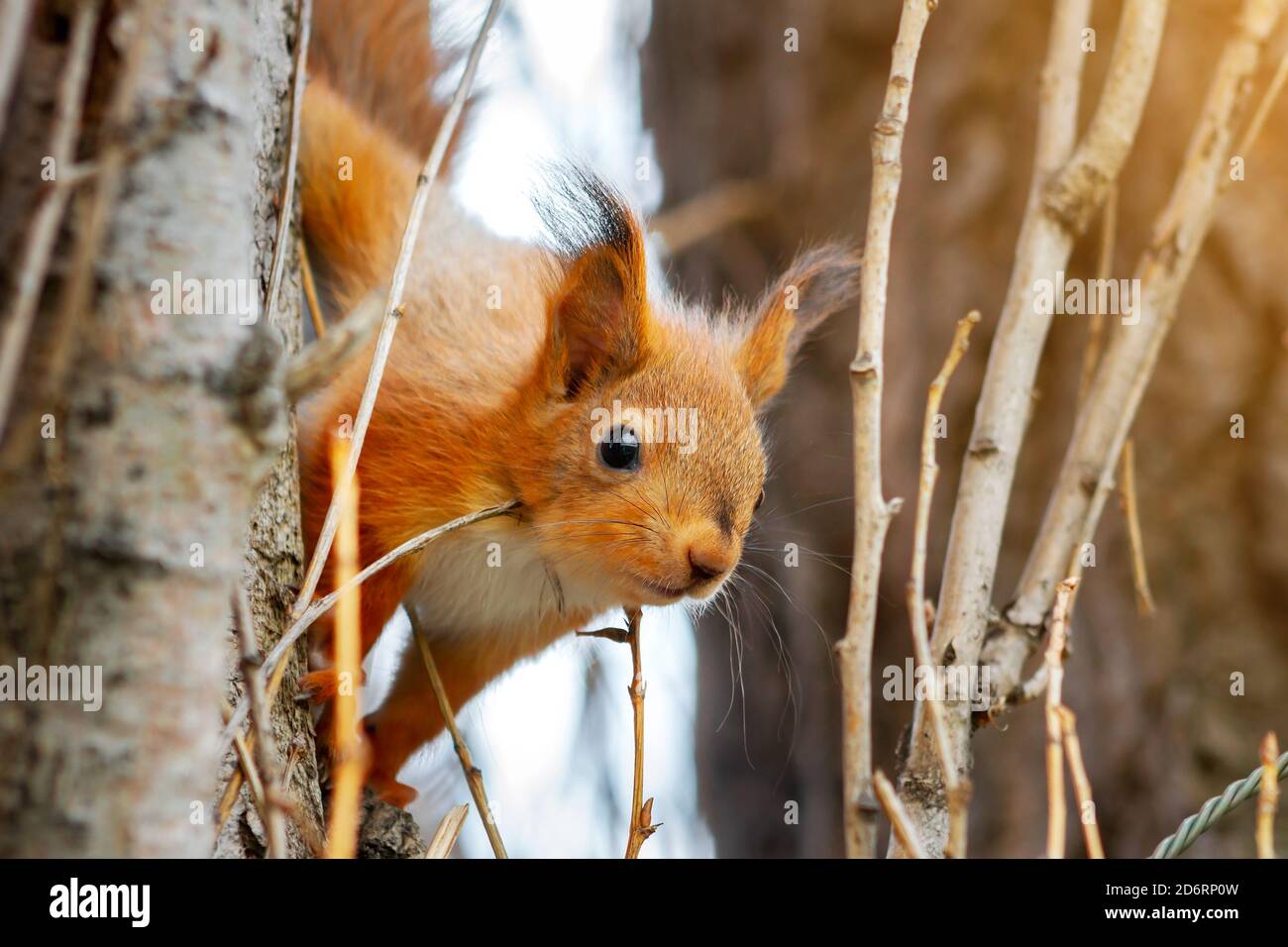 Look a squirrel hi-res stock photography and images - Alamy