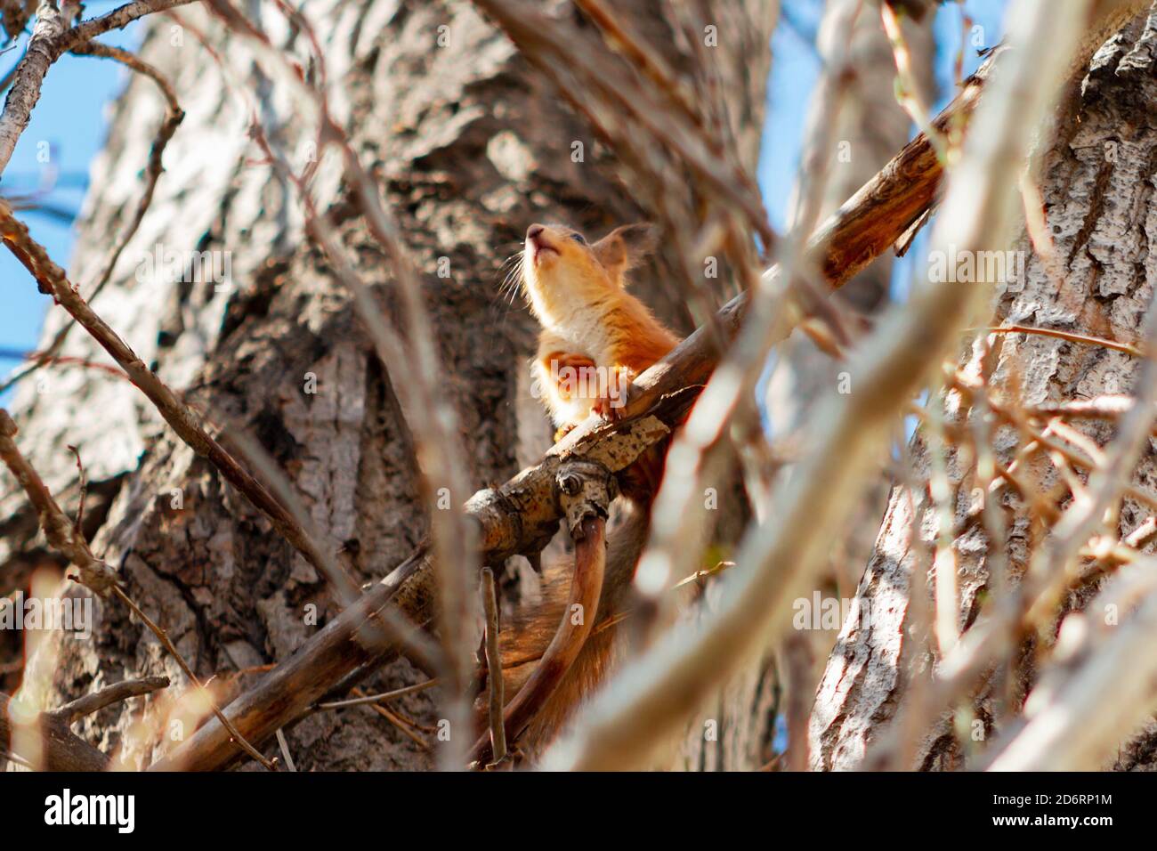 Squirrel paw chest hi-res stock photography and images - Alamy