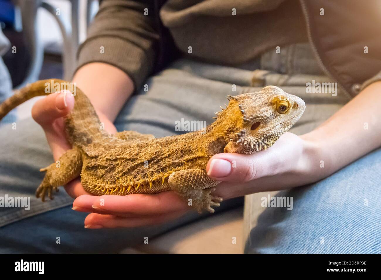 Adult bearded dragon, Pogona vitticeps, agamid lizard in hand Stock ...