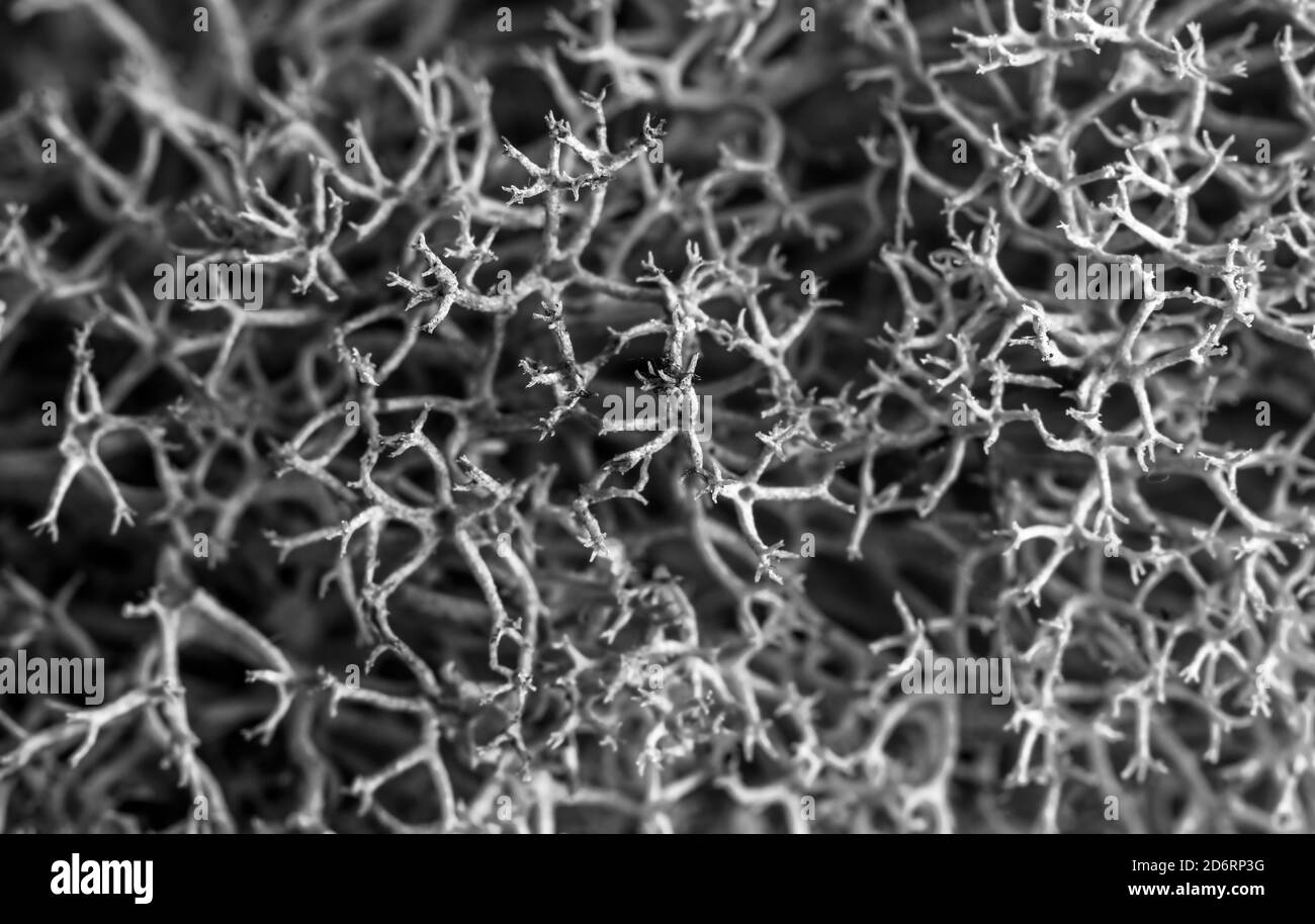 abstract texture, background. Black and white macro photo of a moss ...