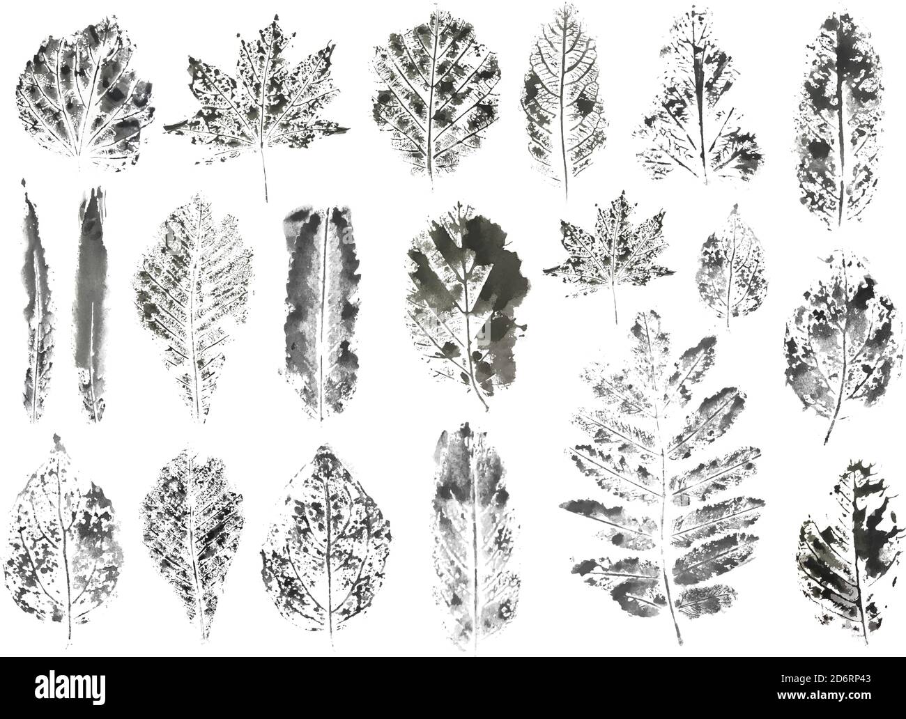 Set leaf plant print monotype in isolated white background. Botanical ...