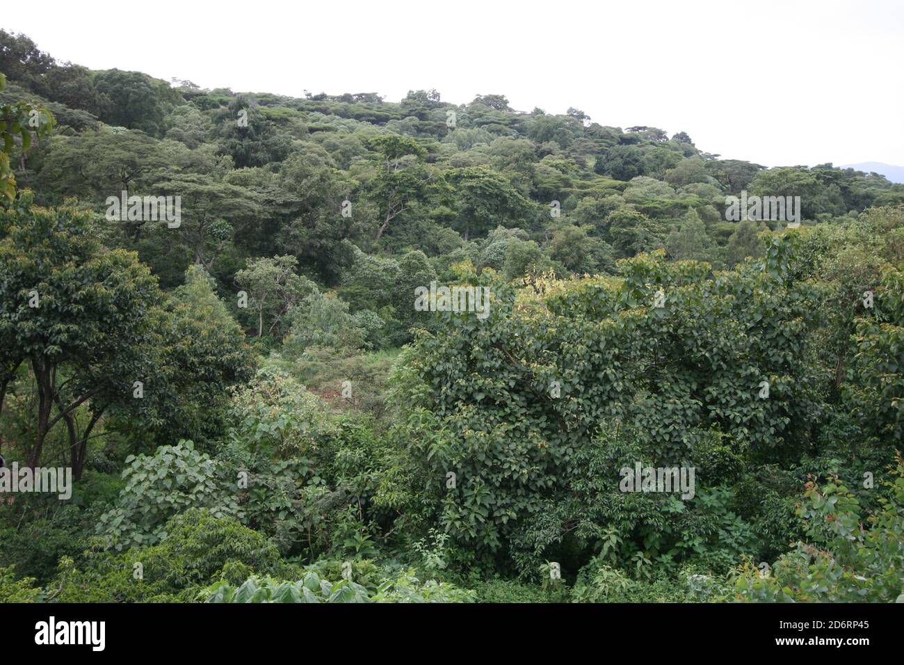 Forests of Kaffa region, Ethiopia, the home of Arabica coffee Stock ...