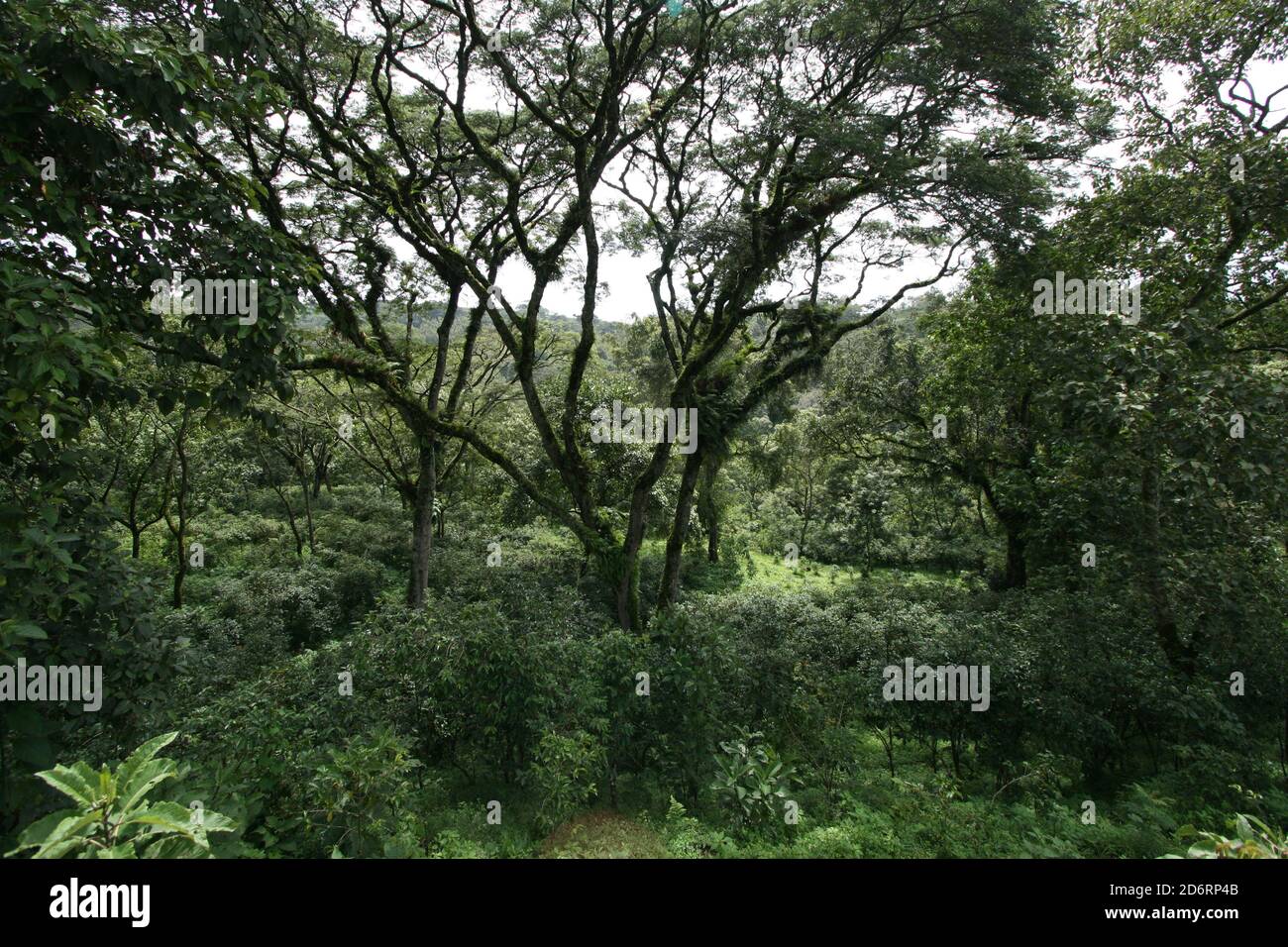 Under acacia trees, coffee bushes spread with wild abandon in Kaffa ...