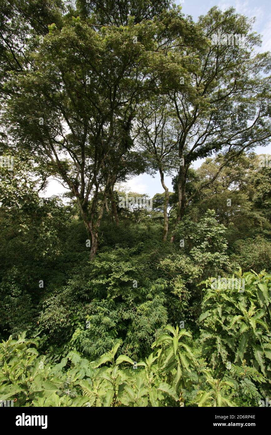 Wild coffee growing in Kaffa region, Ethiopia Stock Photo - Alamy