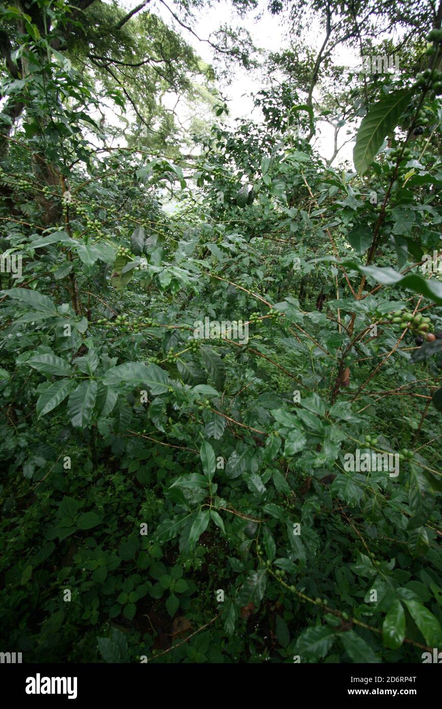 Semi-forest coffee growing in Kaffa region, Ethiopia Stock Photo - Alamy