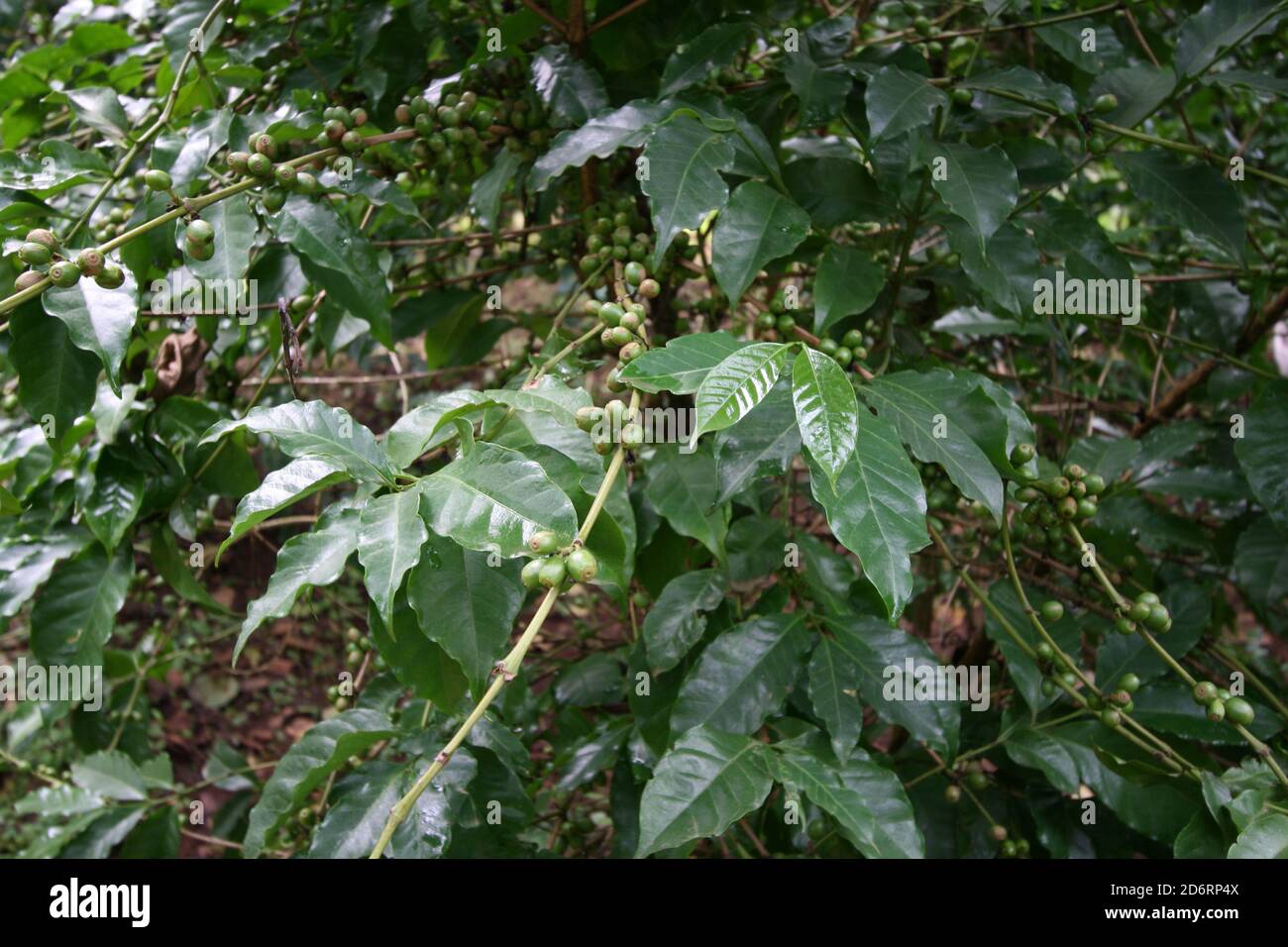 Semi-forest coffee growing in Kaffa region, Ethiopia Stock Photo - Alamy