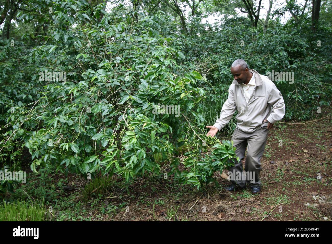 A semi-forest coffee tree growing in Ethiopia's Kaffa region, the ...