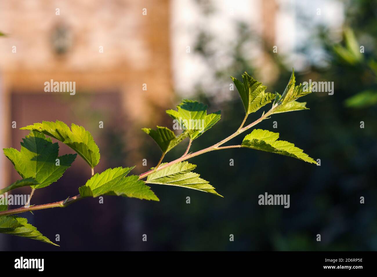 Sun rays in leaves tree hi-res stock photography and images - Alamy