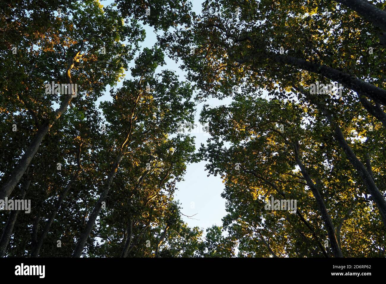 Buttonwood tree hi-res stock photography and images - Alamy