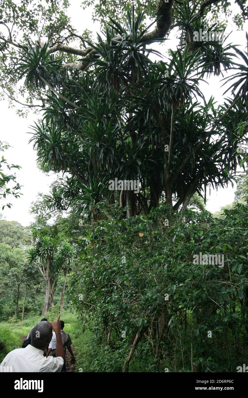 Biodiversity in the Choche forest, officially declared the original ...