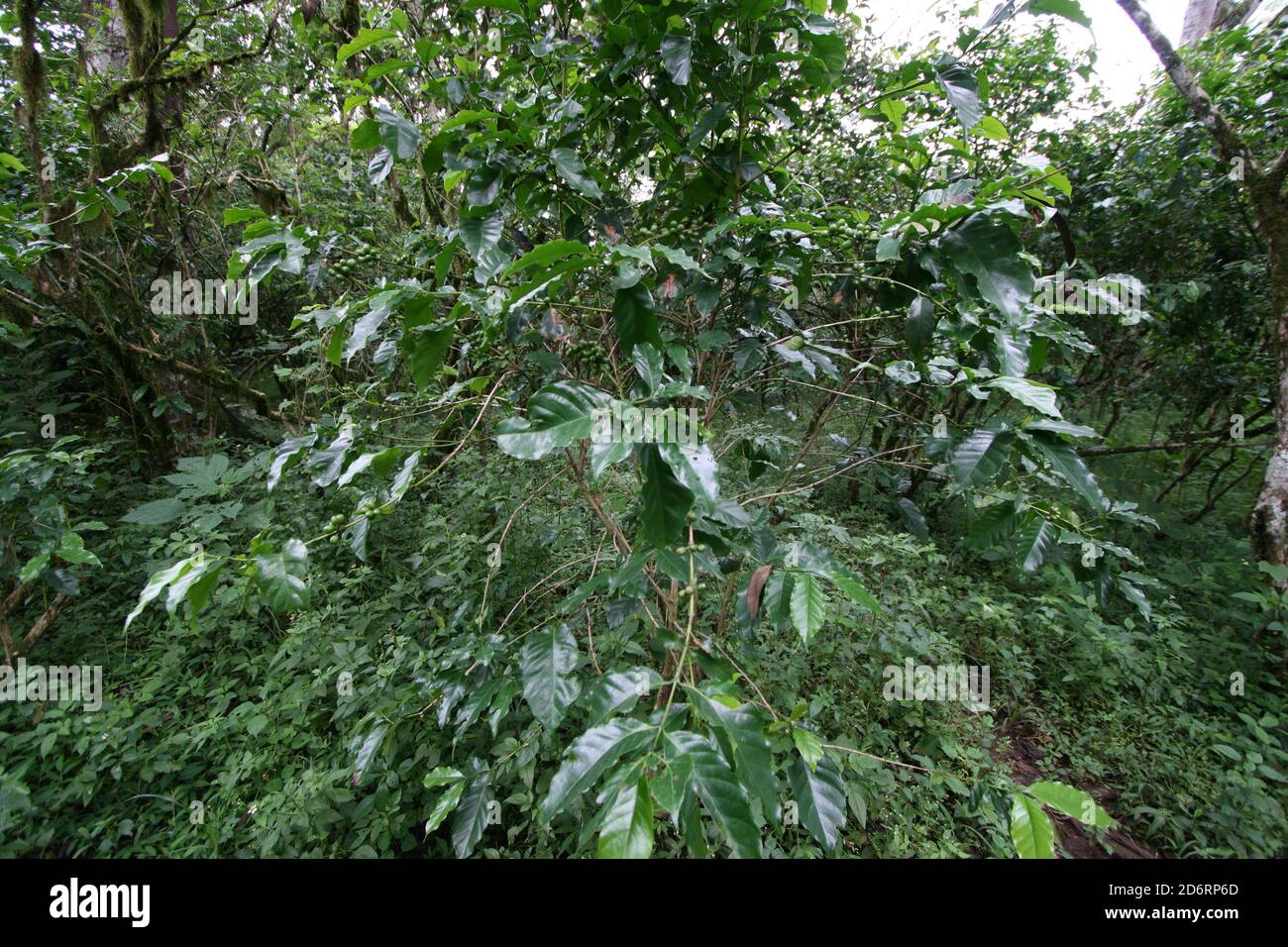Wild forest coffee growing in Kaffa region, Ethiopia Stock Photo - Alamy