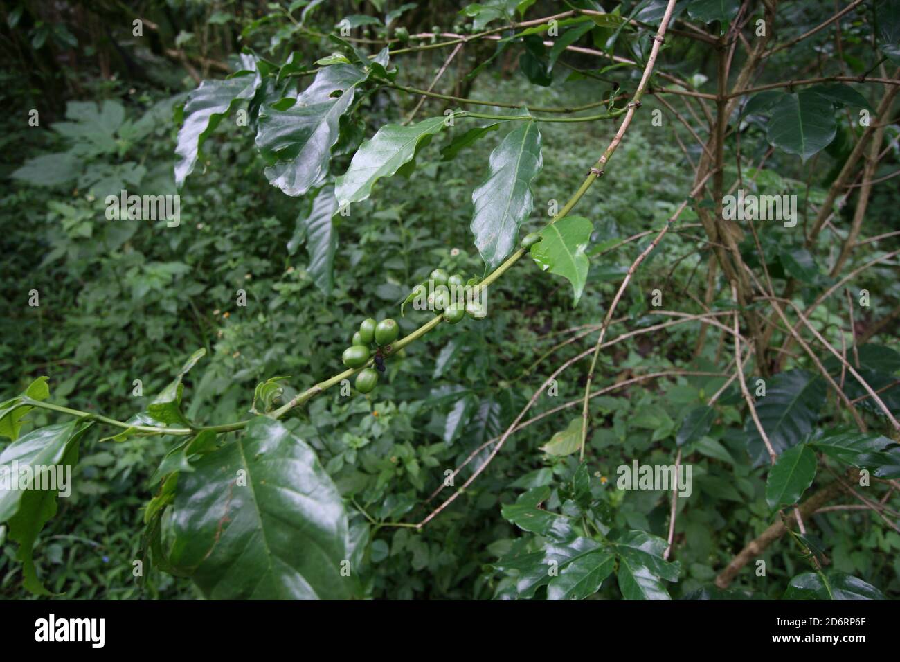 Wild forest coffee growing in Kaffa region, Ethiopia Stock Photo - Alamy