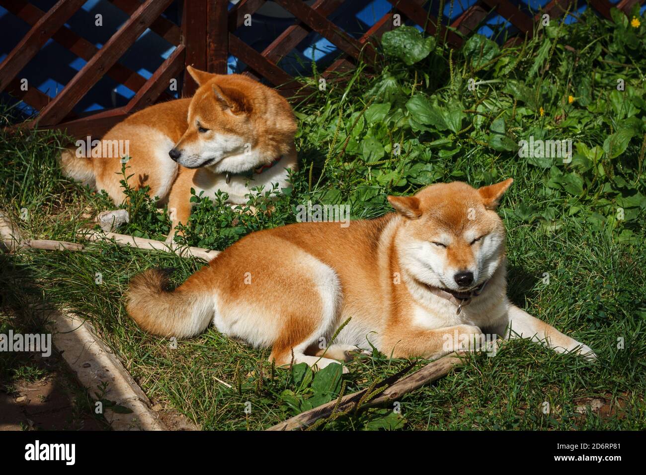 Two Japanese dogs of Shiba Inu breed lying on the green grass on sunny ...